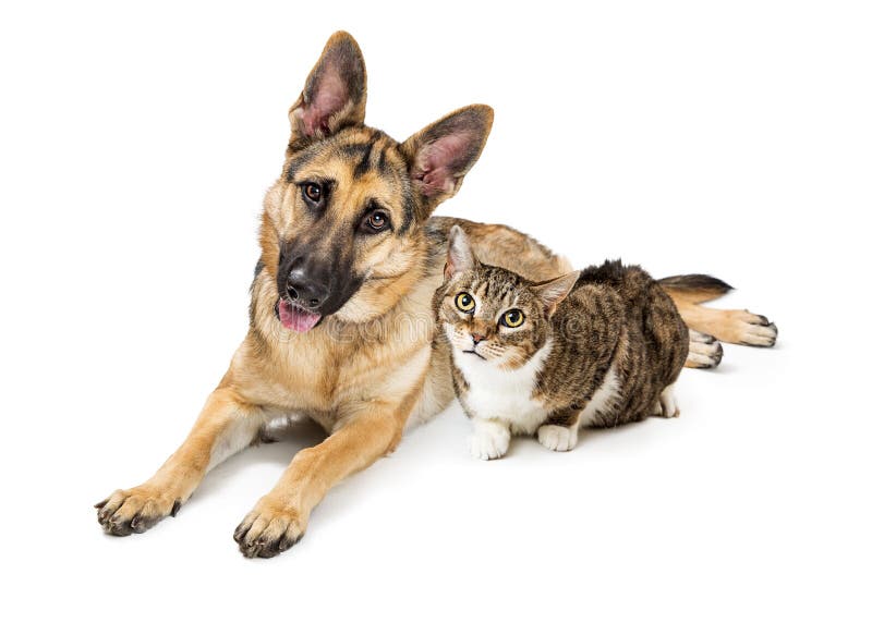 Perro Y Cat Lying Together Over White Grandes Foto de archivo - Imagen ...