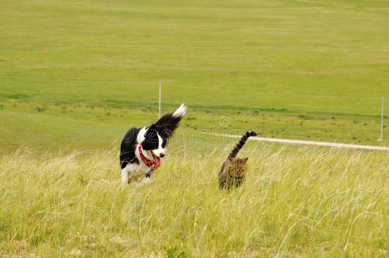 PERRO Y CAT QUE CORREN EN PRADO Foto de archivo - Imagen de lindo, cara ...