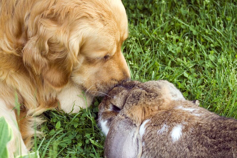 Perro y conejo imagen de archivo. Imagen de olfateo, piel - 5415685