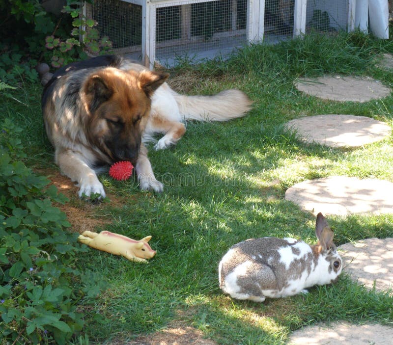 Perro y conejo - amigos imagen de archivo. Imagen de pasto - 121782675