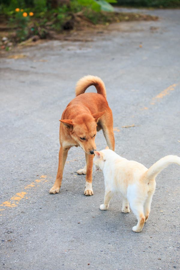 Perro y gato imagen de archivo. Imagen de piel, amistad - 37551615