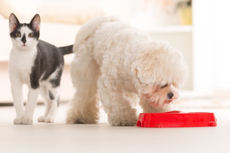 Perro Y Gato Que Comen La Comida De Un Cuenco Foto de archivo - Imagen ...