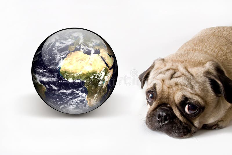 Perro y nuestro mundo foto de archivo. Imagen de verde - 9141436