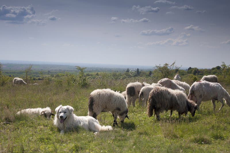 Ovejas Y Perros En Campo De Hierba Verde Imagen de archivo - Imagen de ...