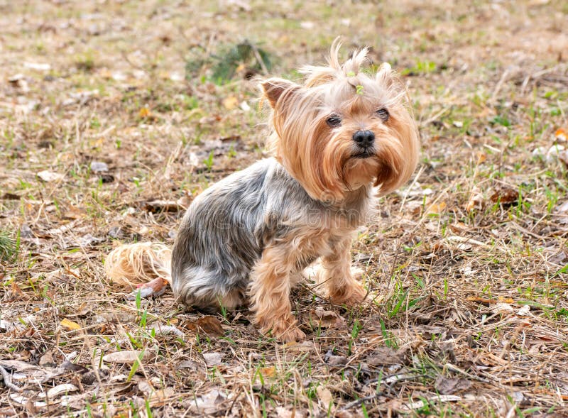 Perro Yorkshire Terrier foto de archivo. Imagen de popular - 144262946
