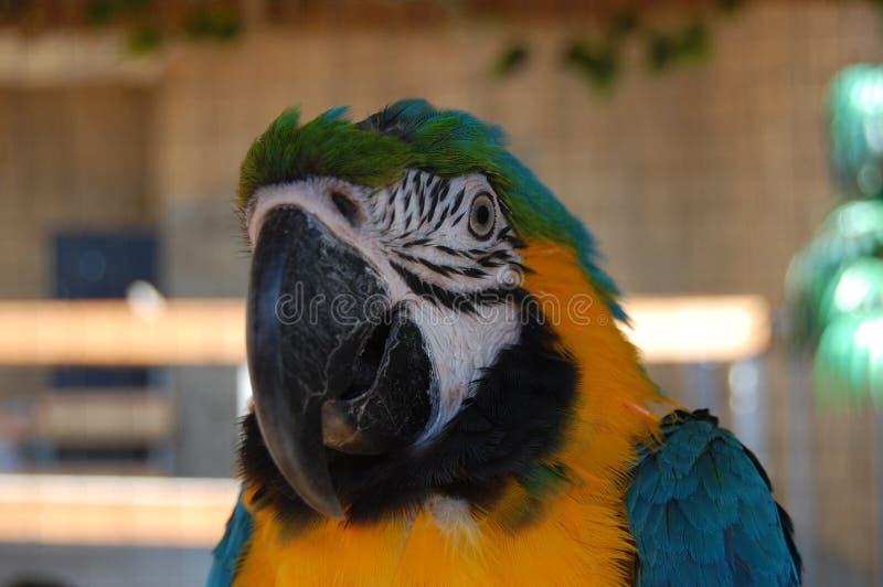 Perroquet photo stock. Image du amuser, lumineux, normal - 12307962