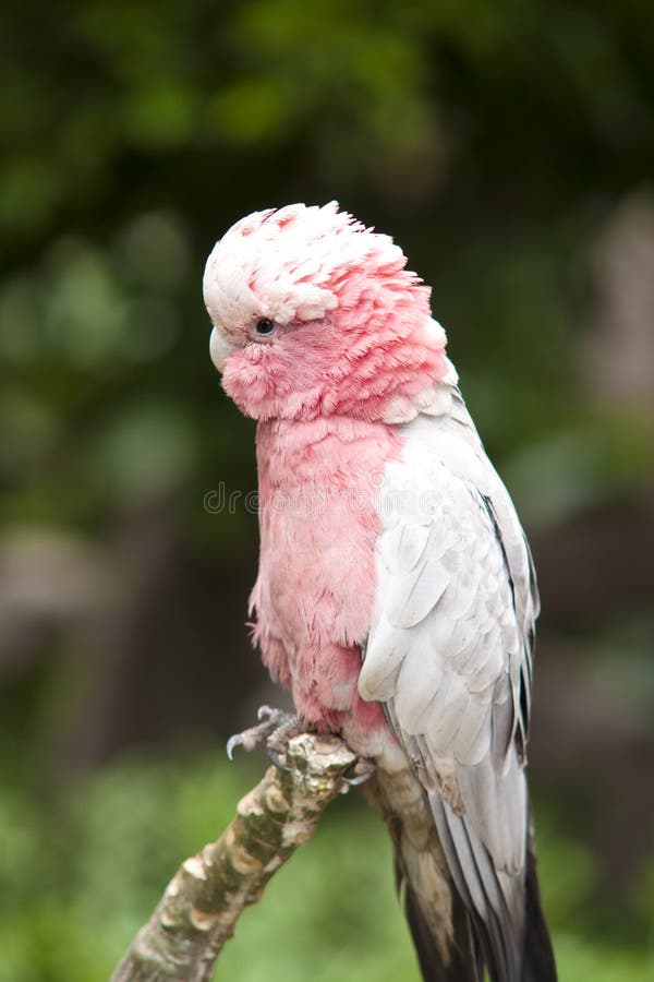 Perroquet rose photo stock. Image du verticale, mignon - 8124590