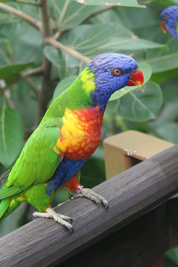 Troupeau De Perroquet Rouge En Vol Vol D'ara, Végétation Verte à L ...