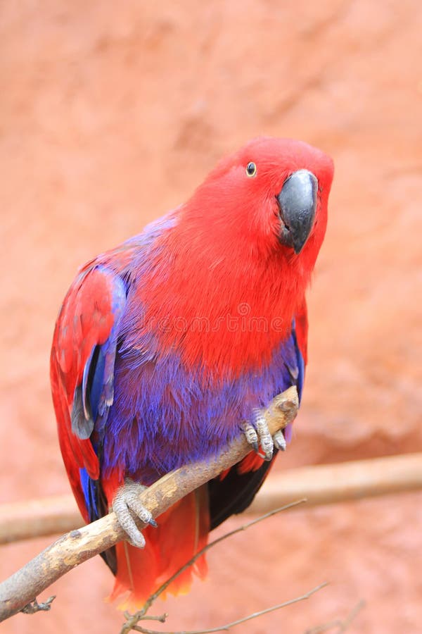 Femelle De Perroquet D'Eclectus, Australie Photo stock - Image du ...