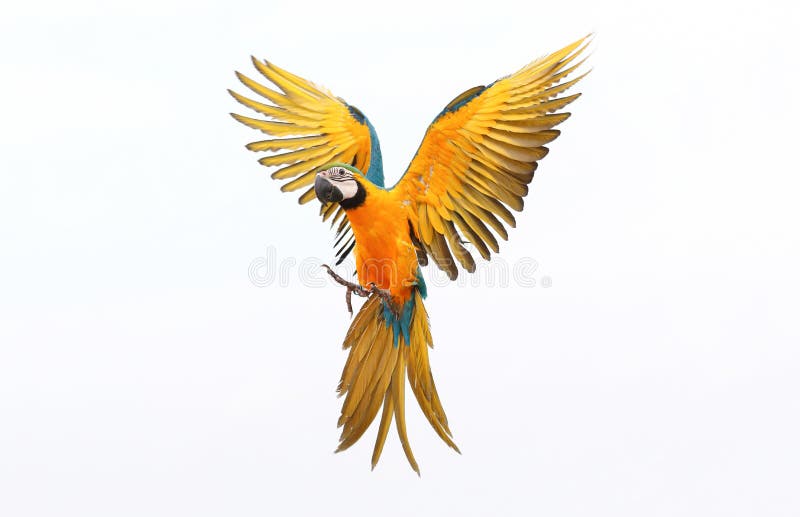 Perroquet Coloré De Vol D'isolement Sur Le Blanc Photo stock - Image du ...