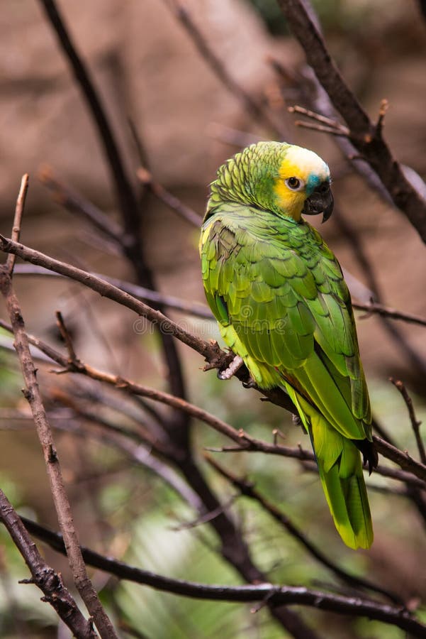 Perroquet d'Amazone image stock. Image du perroquets - 51856027