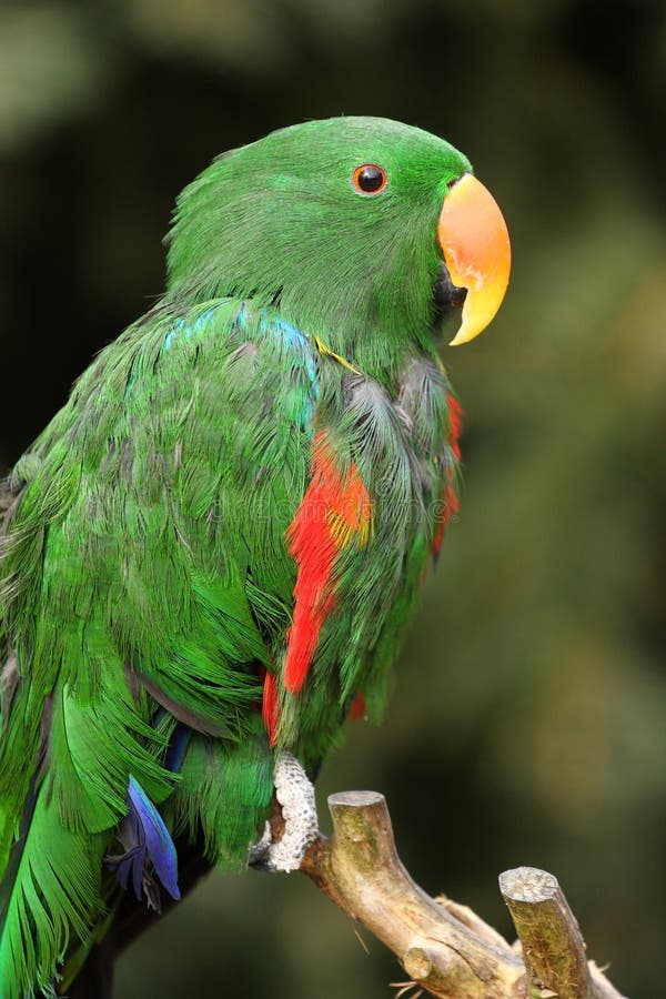 Femelle De Perroquet D'Eclectus, Australie Photo stock - Image of ...