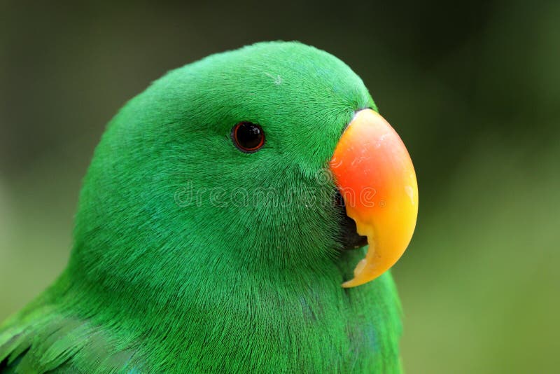 Femelle De Perroquet D'Eclectus, Australie Photo stock - Image of ...