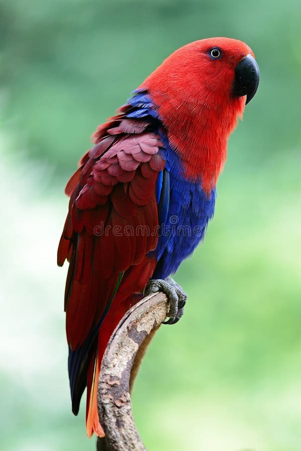 Perroquet d'Eclectus image stock. Image du oiseau, coloré - 33567195