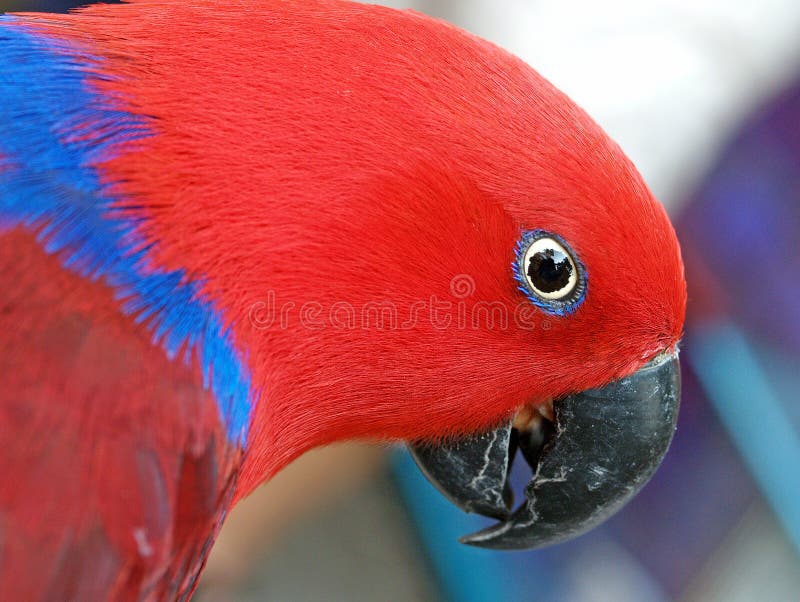 Femelle De Perroquet D'Eclectus, Australie Photo stock - Image of ...