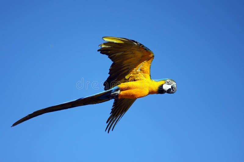 Perroquet de Macaw en vol image stock. Image du inférieur - 9861805