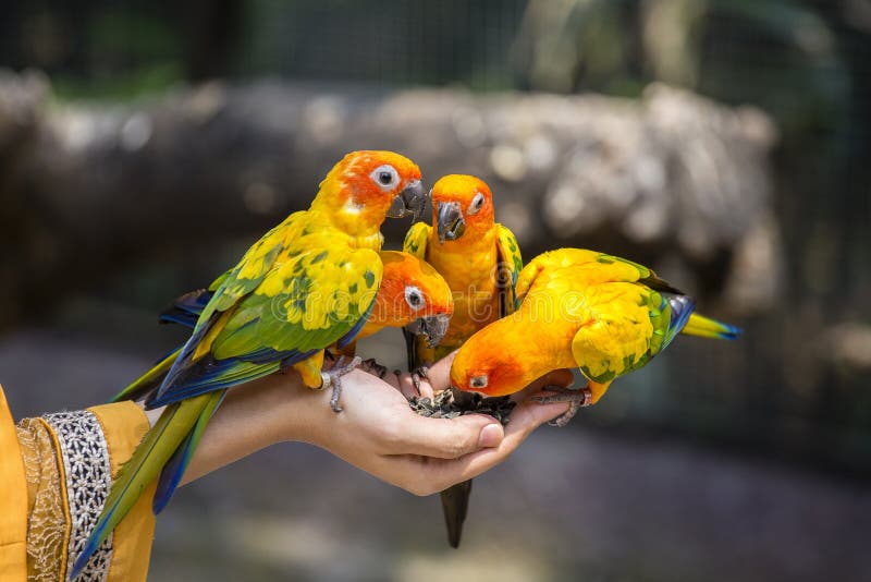 La Famille D'oiseaux De Perroquet De Sun Conure Image stock - Image du ...