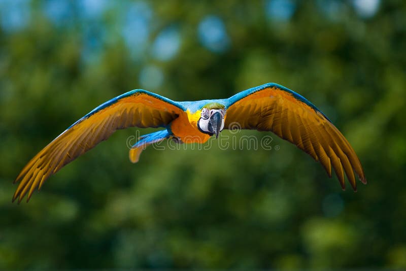 Perroquet de vol image stock. Image du animal, verticale - 15832943