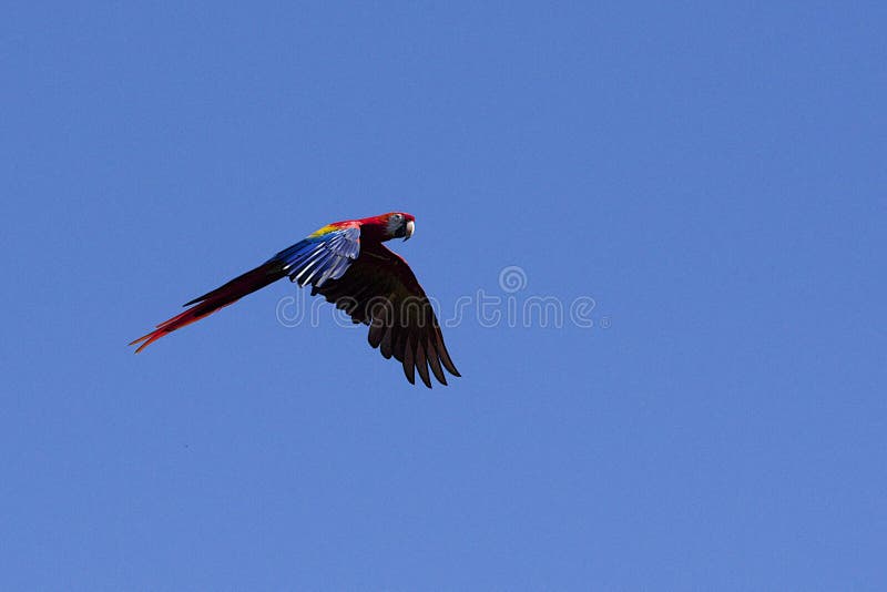 Perroquet en vol image stock. Image du forêt, honduras - 66068221