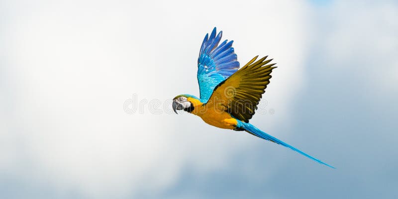 Perroquet En Vol Sur Le Ciel Nuageux Image stock - Image du perroquet ...