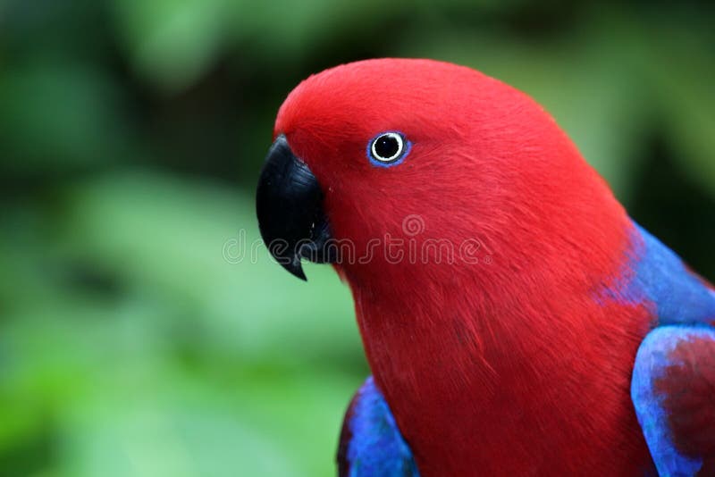 Femelle De Perroquet D'Eclectus, Australie Photo stock - Image du ...