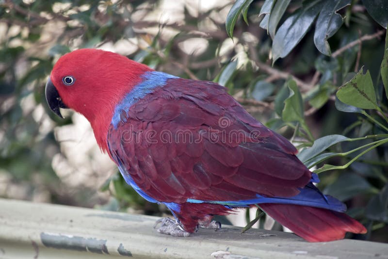 Femelle De Perroquet D'Eclectus, Australie Photo stock - Image du ...