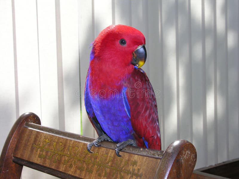 Femelle De Perroquet D'Eclectus, Australie Photo stock - Image du ...