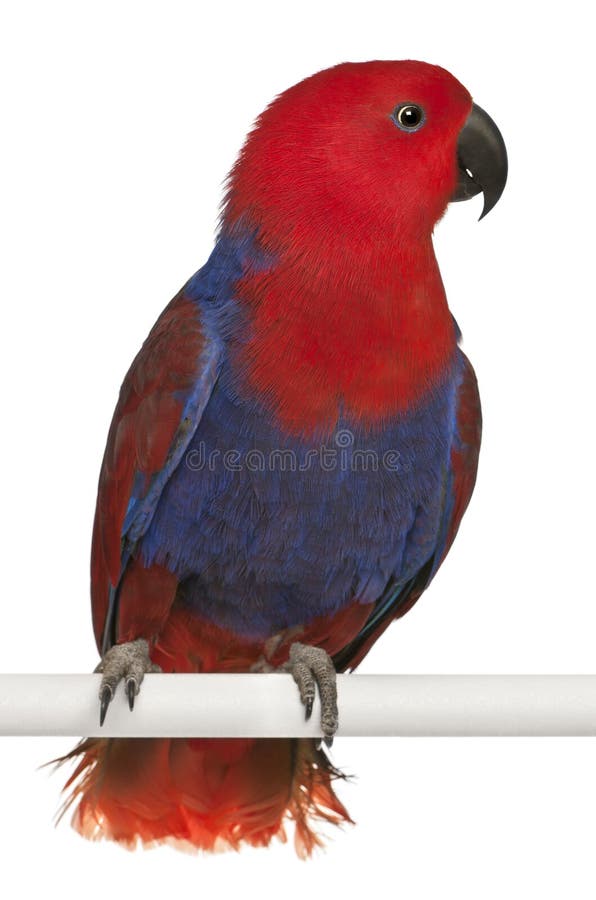 Perroquet Femelle D'eclectus Photo stock - Image du oiseau, assez: 42088222