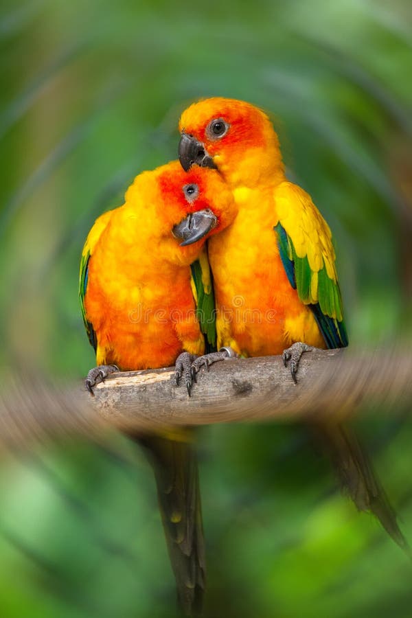 Perroquet Jaune De Conure De Sun De Couples Image stock - Image du vert ...