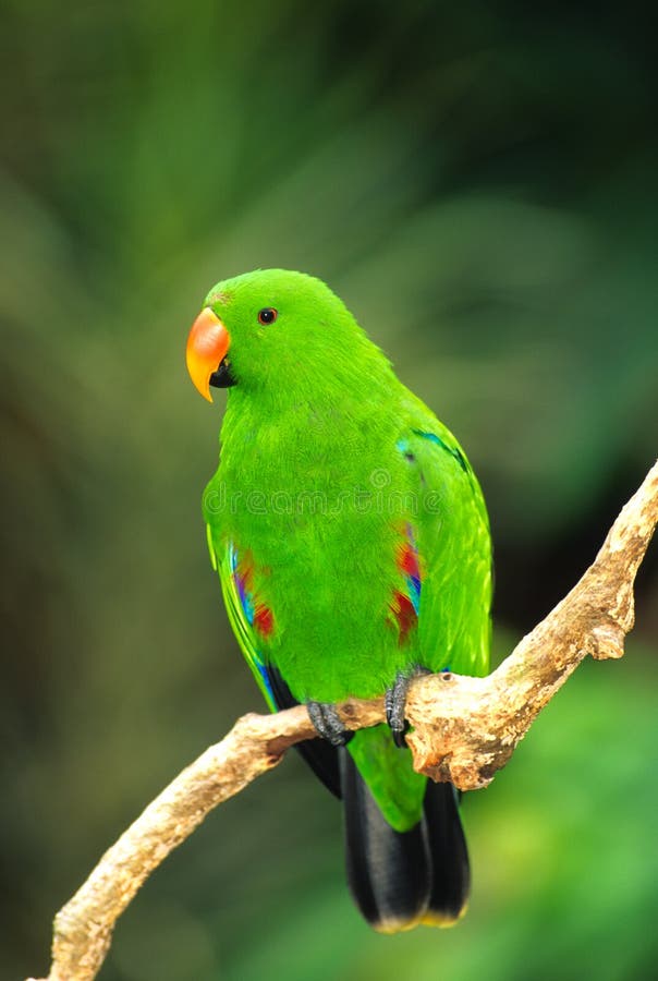 Oiseau Vert Attirant Exotique De Perroquet D'Eclectus Photo stock ...