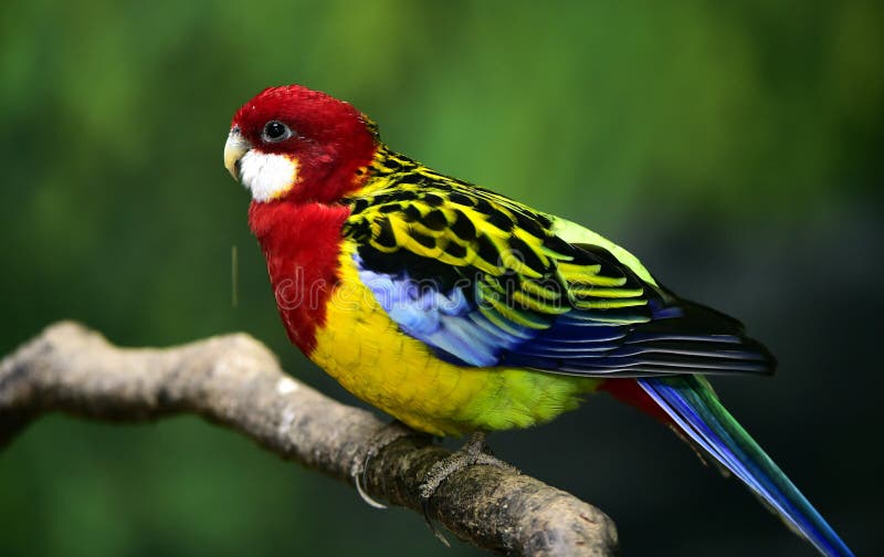 2,987 Photos de Perroquet Rosella - Photos de stock gratuites et libres ...