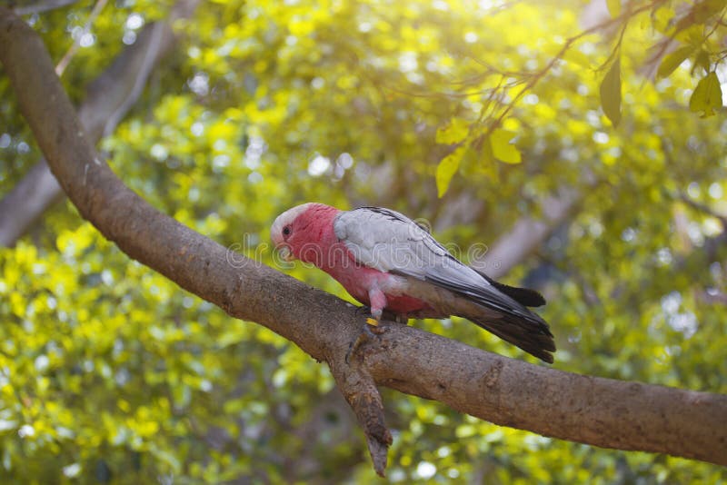 Perroquet rose image stock. Image du déjeuner, jungle - 67857019