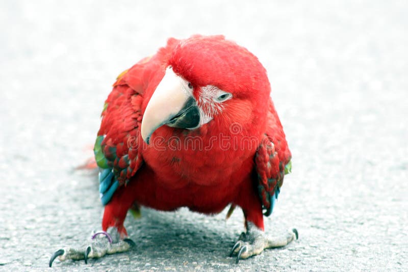 Perroquet Rouge Image. Image: 1839299