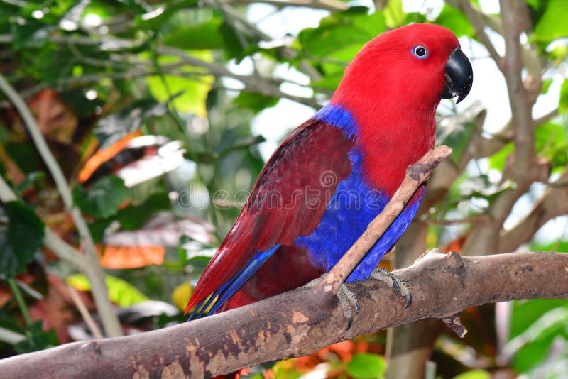 Perroquet rouge photo stock. Image du rouge, yeux, jungle - 61715864