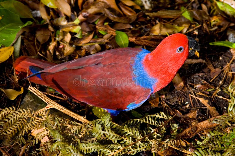 Perroquet rouge de Lory image stock. Image du oiseau, main - 1752667