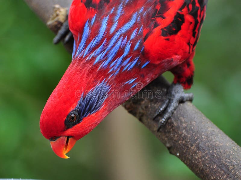 Perroquet rouge et bleu photo stock. Image du rouge, amérique - 12714980