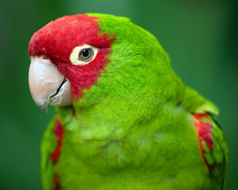 Perroquet Rouge Et Vert De Conure Photo stock - Image du rouge, coloré ...