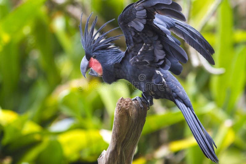 Perroquet En Vol Au Parc De Faune De Currumbin Image stock - Image du ...