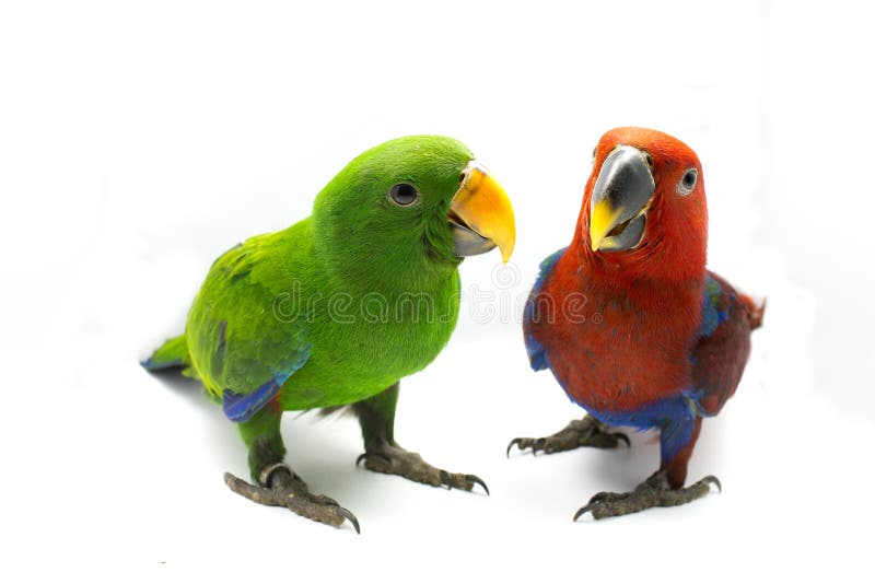 Perroquet Vert Et Perroquet Rouge (roratus D'Eclectus) Image stock ...