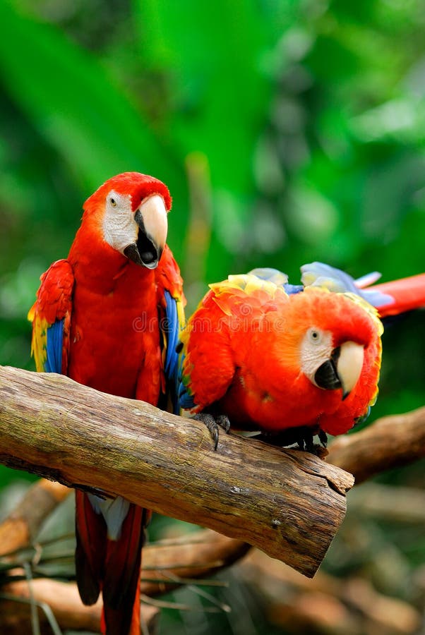 Perroquets photo éditorial. Image du perroquet, zélande - 26943361