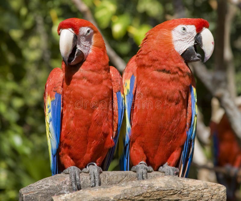 Perroquets rouges image stock. Image du arbre, griffe - 7803857
