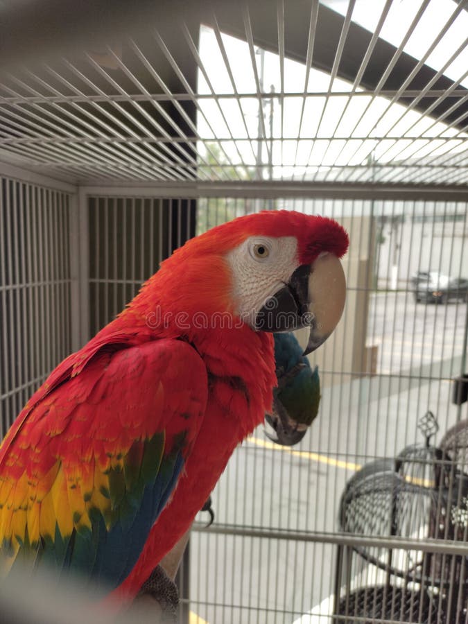 Perroquets Rouges Exotiques Sauvages Dans Une Cage Photo stock - Image ...