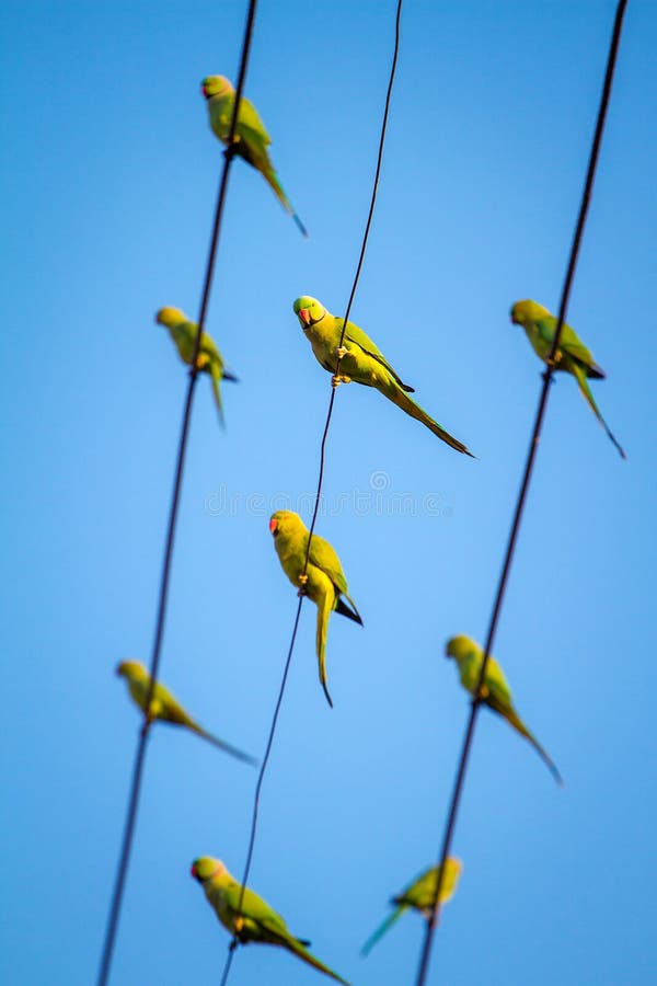 Perroquets Verts De Perruche De Ringnecked D'Indien Photo stock - Image ...
