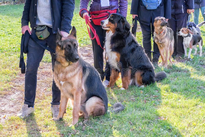 Perros foto de archivo. Imagen de coleta, cubo, clase - 101394658