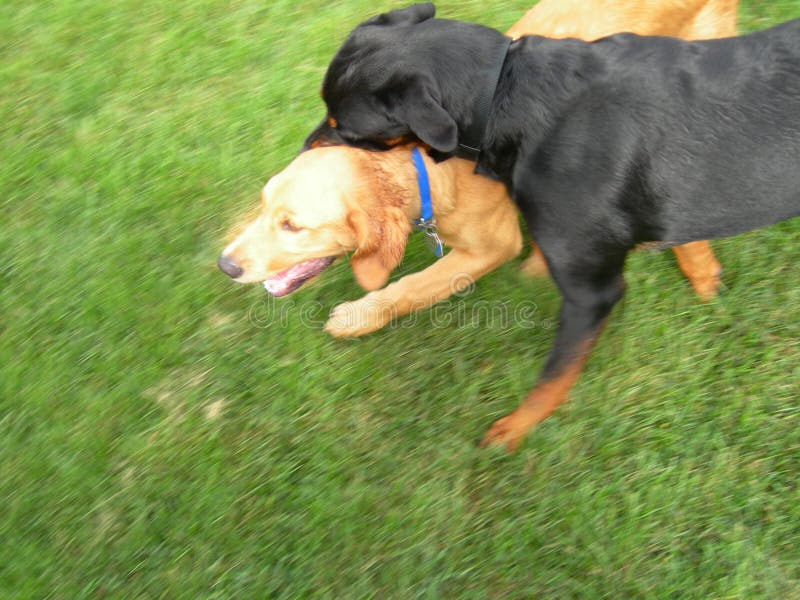 Perros activos foto de archivo. Imagen de perrera, jaula - 1101962