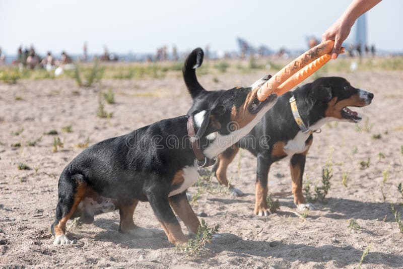 Perros Activos De La Raza Entlebucher Sennenhund Jugando Con Puller ...