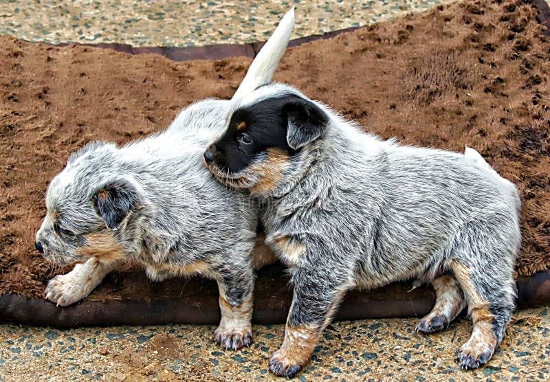 Perros azules de Heeler imagen de archivo. Imagen de nantucket - 106307931