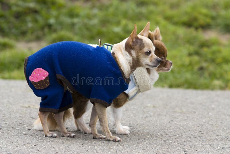 Perros bonitos imagen de archivo. Imagen de parque, cubo - 15266267