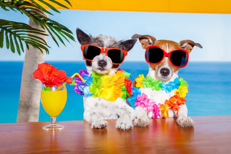 Perros borrachos foto de archivo. Imagen de desesperado - 18219210