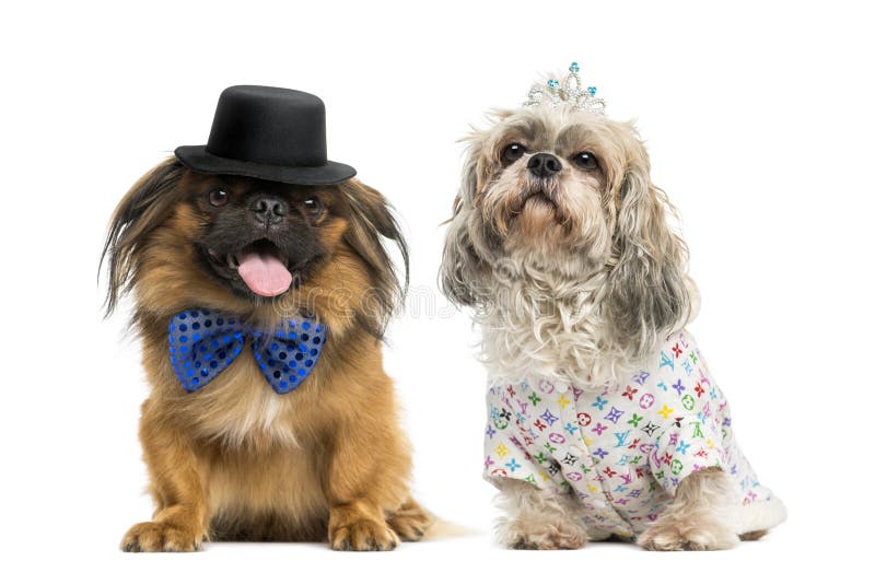 Perros Con Una Corbata De Lazo Y Un Sombrero De Copa Foto de archivo ...